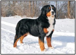 Bernese Mountain Dog-STANDARD – Jelena Dogshows