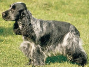 English Cocker Spaniel-STANDARD – Jelena Dogshows
