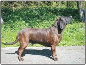 Hanoverian Scent Hound-Puppies and Dogs for Sale – Jelena Dogshows