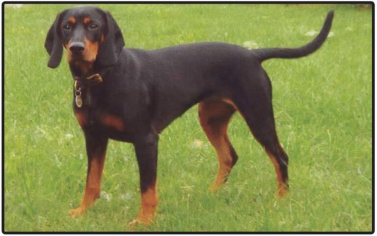 Austrian Black and Tan Hound-Puppies and Dogs for Sale – Jelena Dogshows