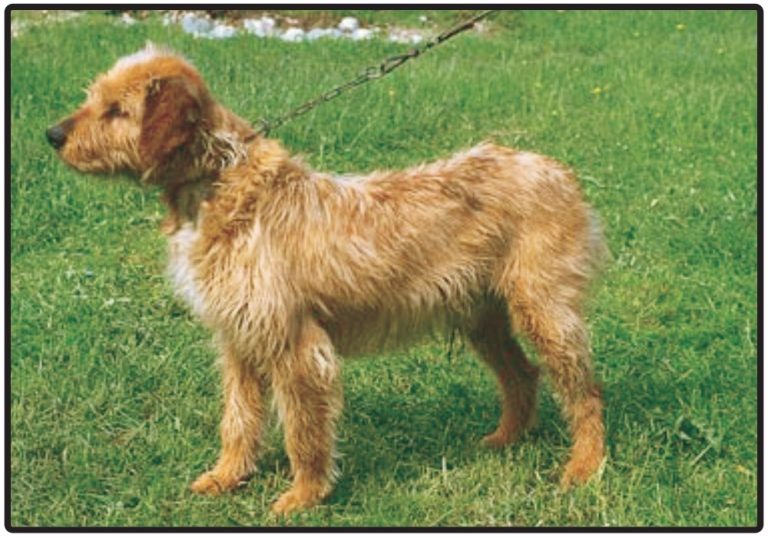 Bosnian Broken-haired Hound-Called Barak | Puppies and Dogs for Sale ...