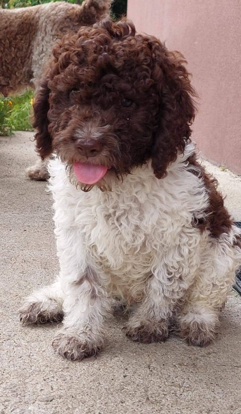 Lagotto Romagnolo-Puppies for Sale – Jelena Dogshows
