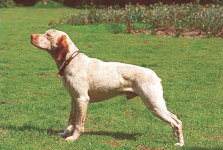 Burbonski ptičar-prodaja pasa i štenaca – Jelena Dogshows